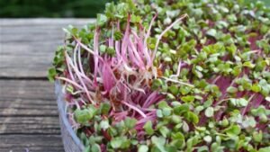 Radish Sprouts: A Guide to Growing and Using Radish Sprouts - Sprout ...